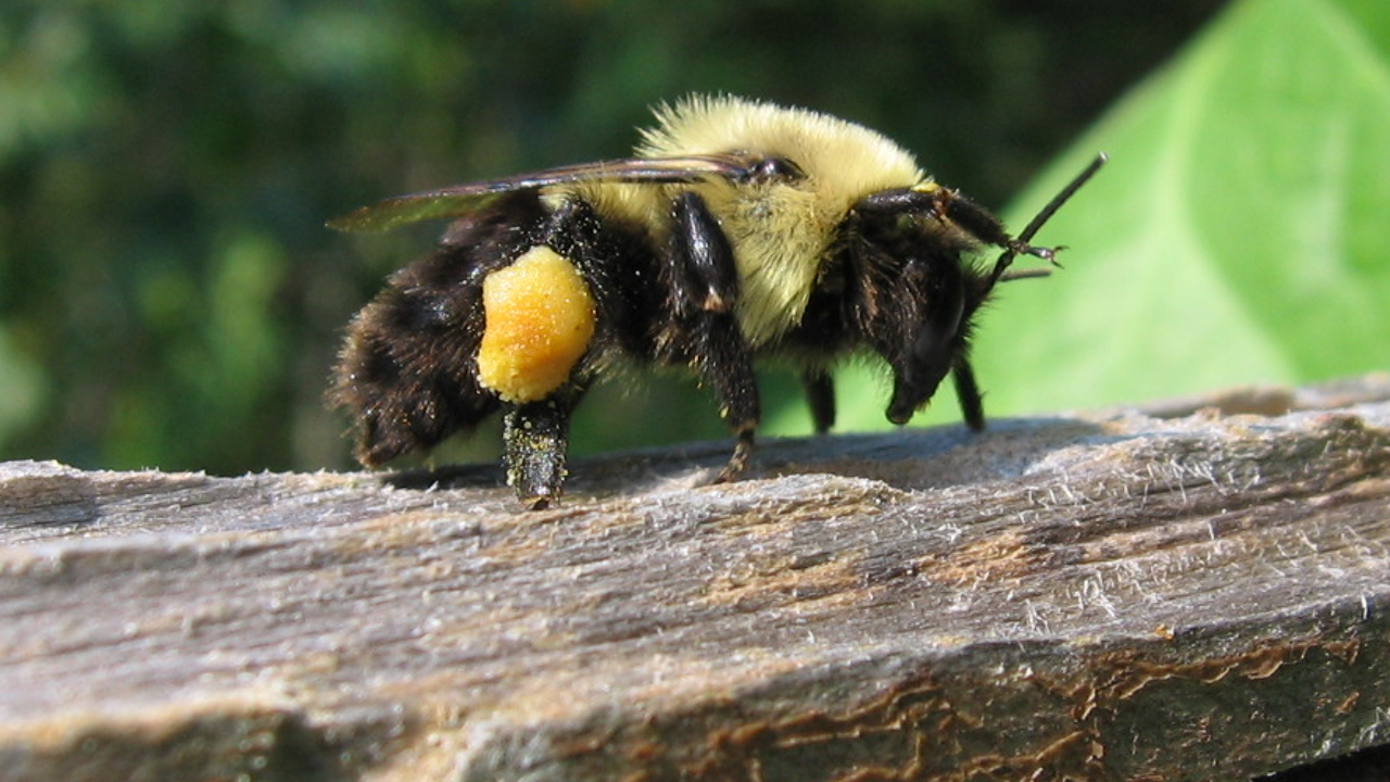 Grote hommels doen moeite om de positie van de beste bloemen te ...