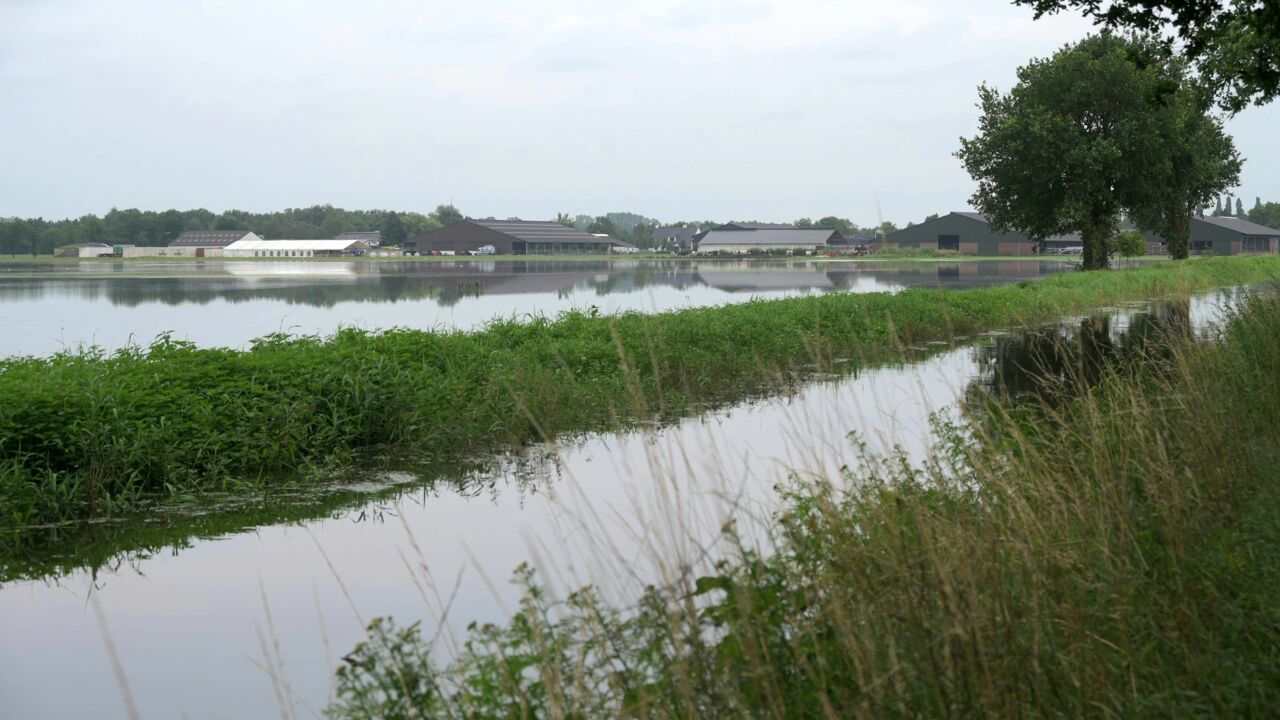 Nat en koud weer ideaal voor opmars van de kwabaal: "Zoetwaterkabeljauw ...