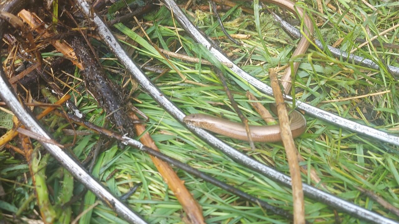 Hazelworm (een hagedis zonder poten) gespot in Gents natuurgebied: "We ...