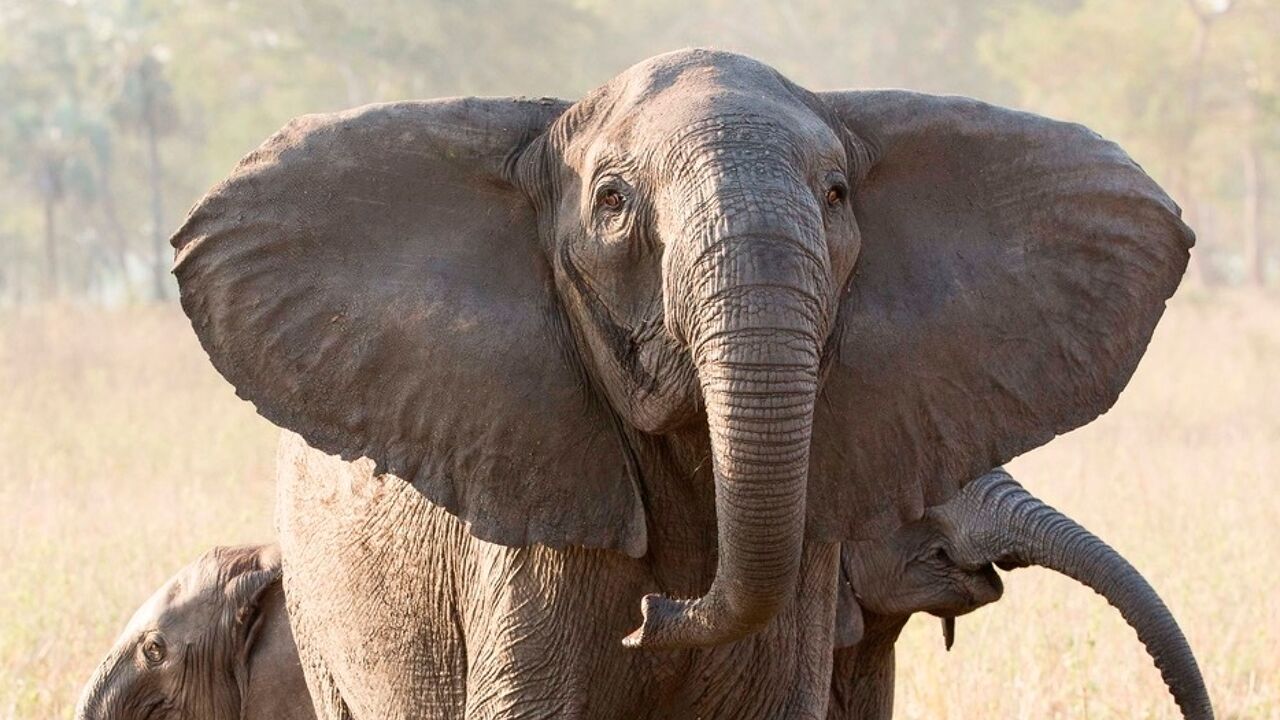 Olifanten in Mozambique zijn stropers evolutionair te snel af: steeds ...