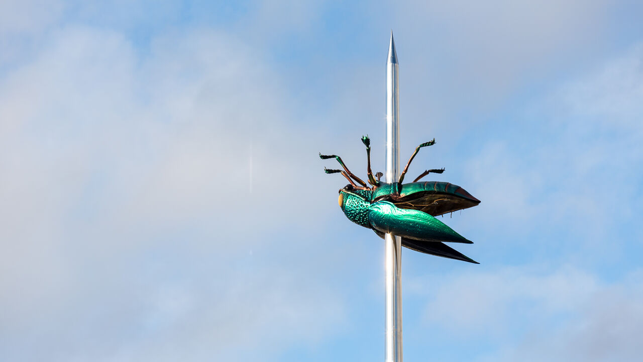 Reuzenkever blijft staan op het Ladeuzeplein in Leuven, ondanks ...