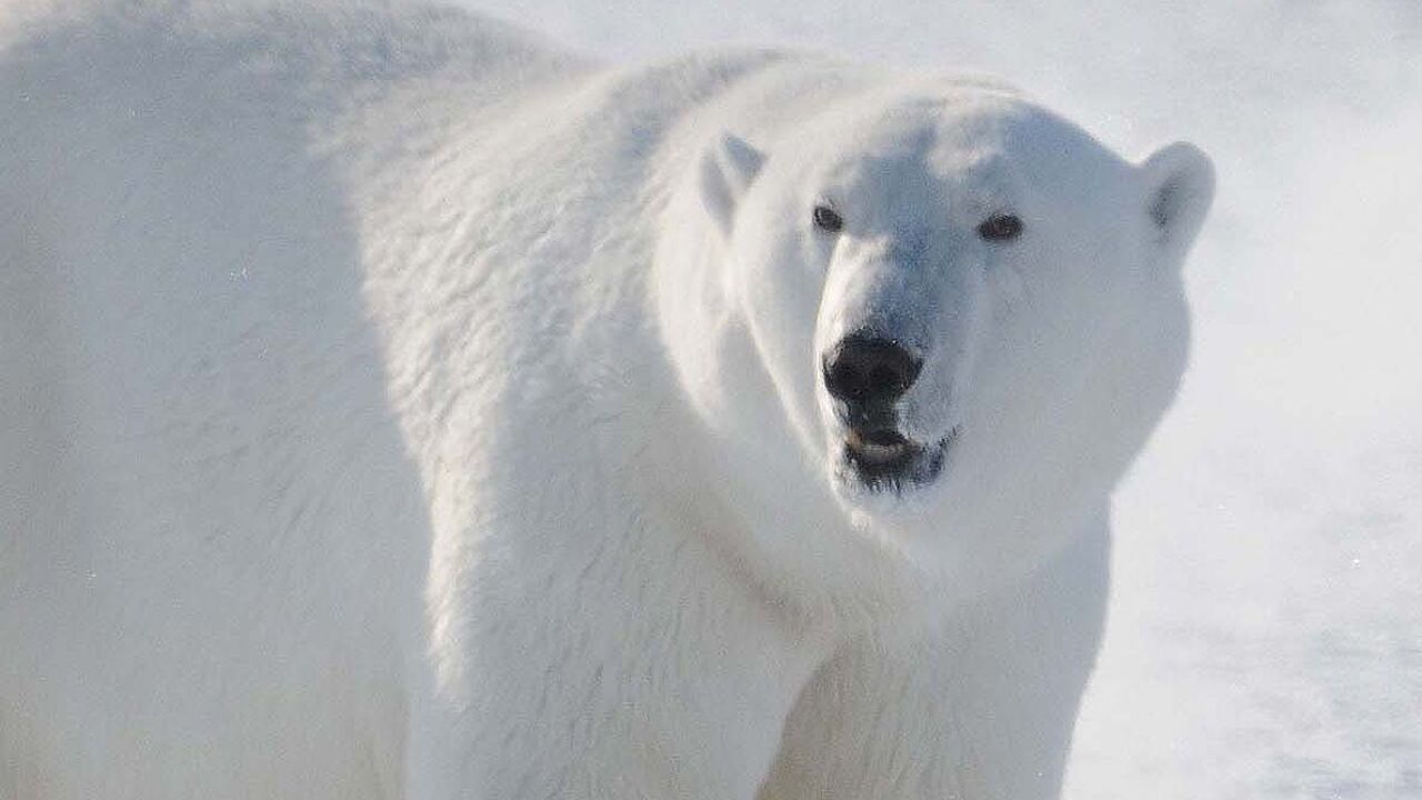 Hoe soorten zich vormen: de ingewikkelde geschiedenis van de ijsberen ...