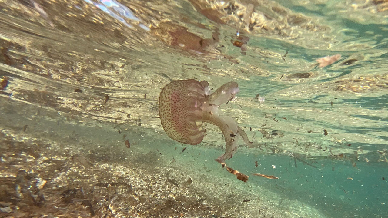 Ze zijn er weer en talrijker dan ooit tevoren: de kwallen aan de Zuid ...
