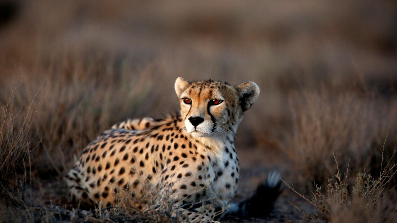 Voor het eerst in 70 jaar zullen er weer cheeta's in India rondrennen ...