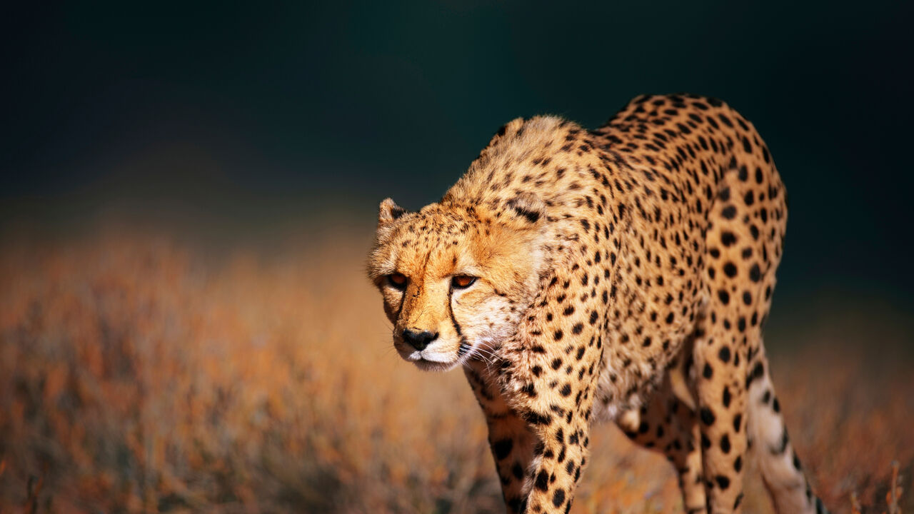 Voor het eerst in 70 jaar zullen er weer cheeta's in India rondrennen ...
