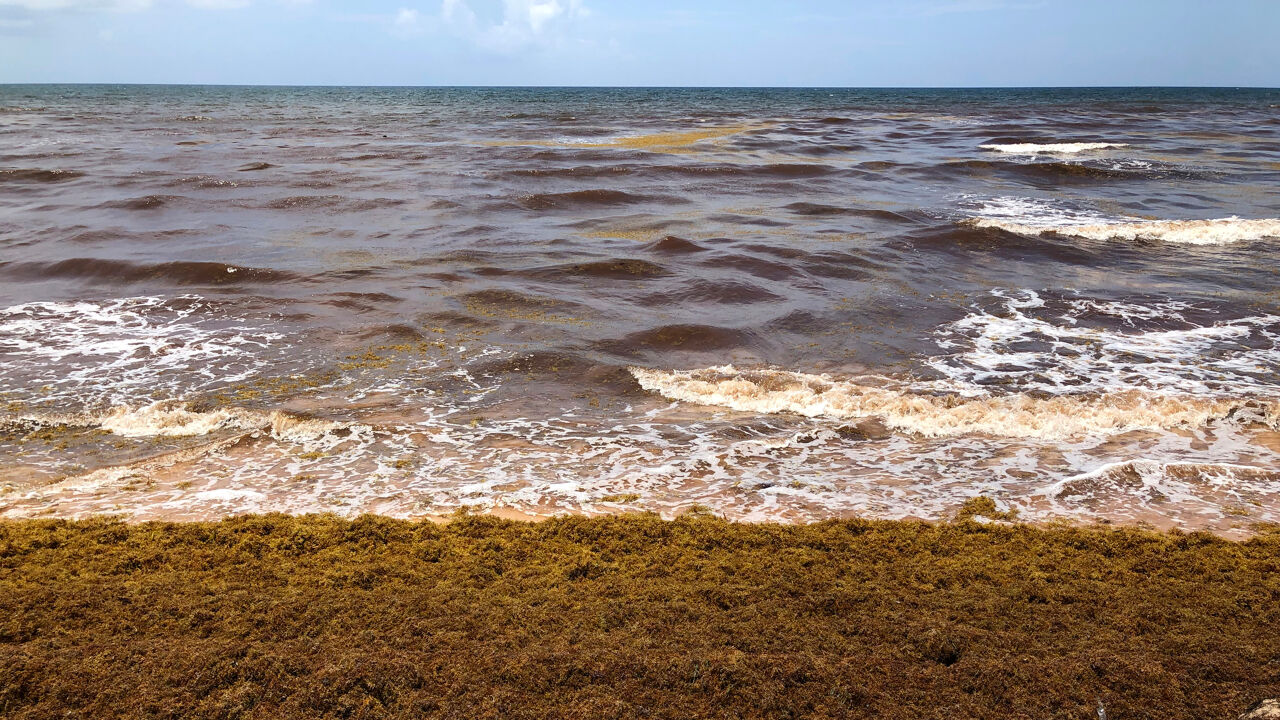 Een zee vol algen en inktvissen: is dit de toekomst van de opwarmende ...