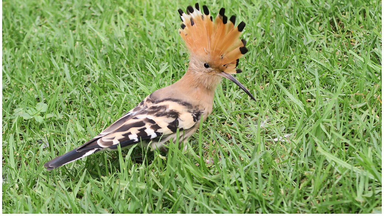 Zeldzame vogel "hop" gespot in Rood Klooster Oudergem | VRT NWS: nieuws