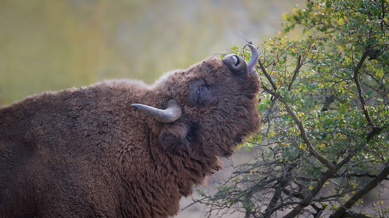 Daar zijn onze dieren weer: wolf, bever en bizon maken spectaculaire ...