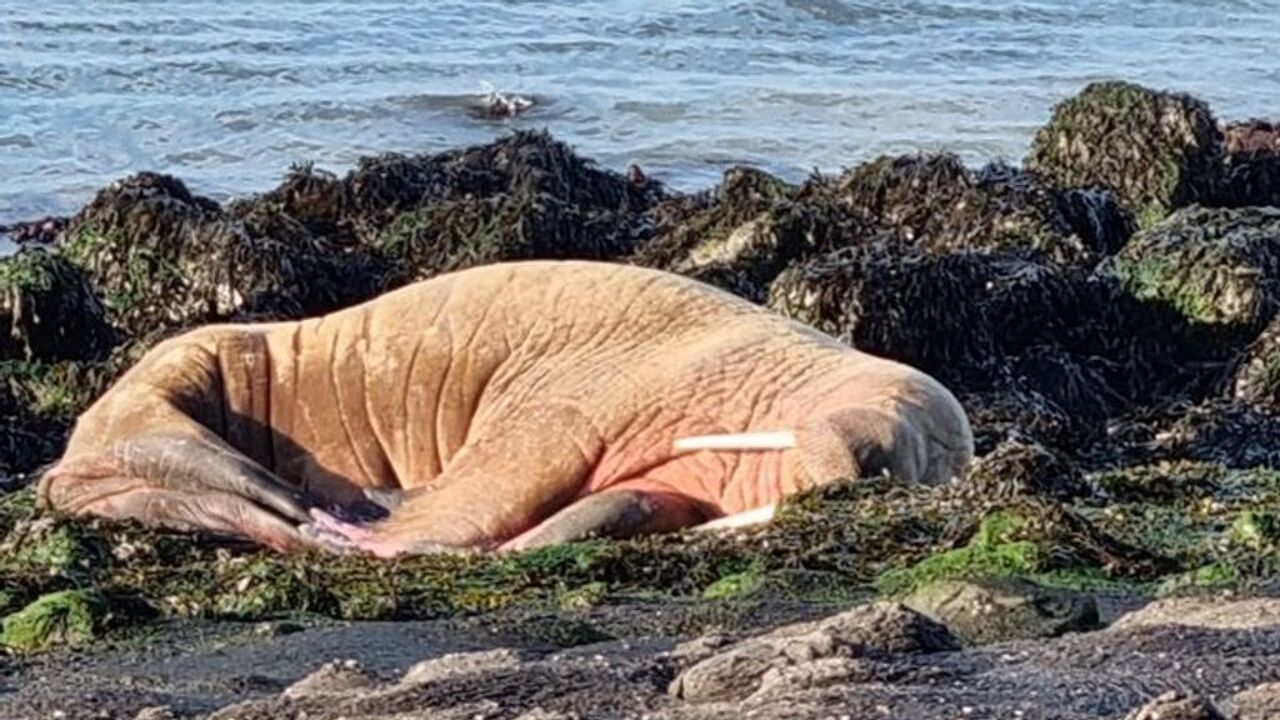 Thor the walrus: first walrus visit since 1976? | VRT NWS: news