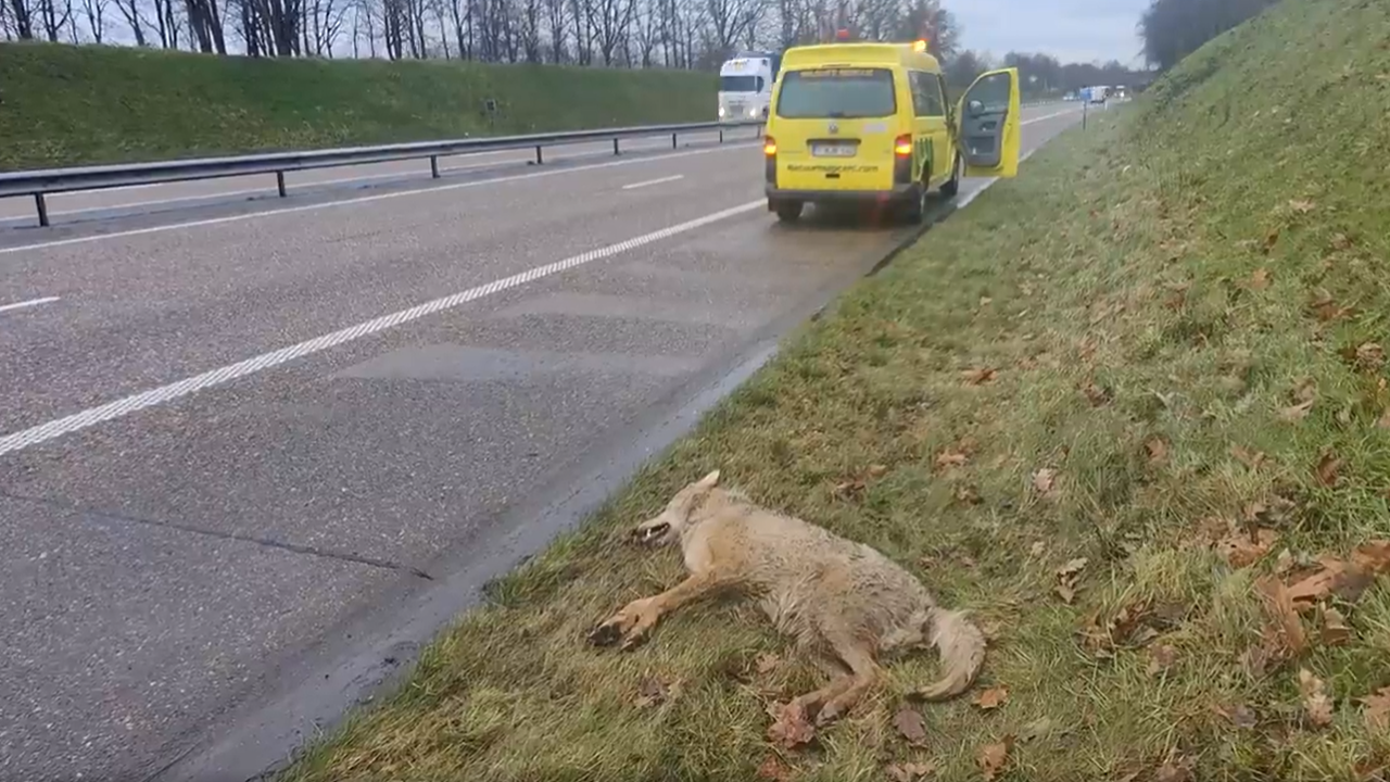 Wolf doodgereden op Noord-Zuid tussen Eksel en Overpelt | VRT NWS: nieuws