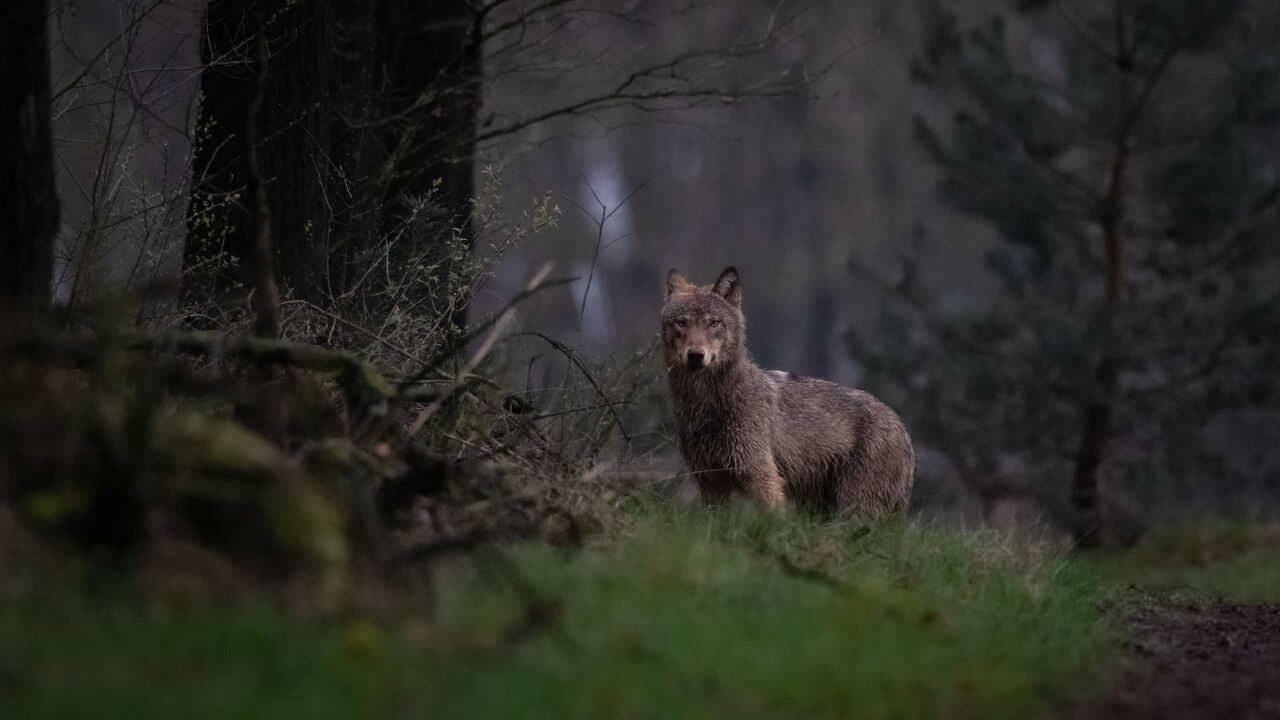 Natuurfotograaf staat oog in oog met wolf in Noord-Limburg: "Adrenaline ...