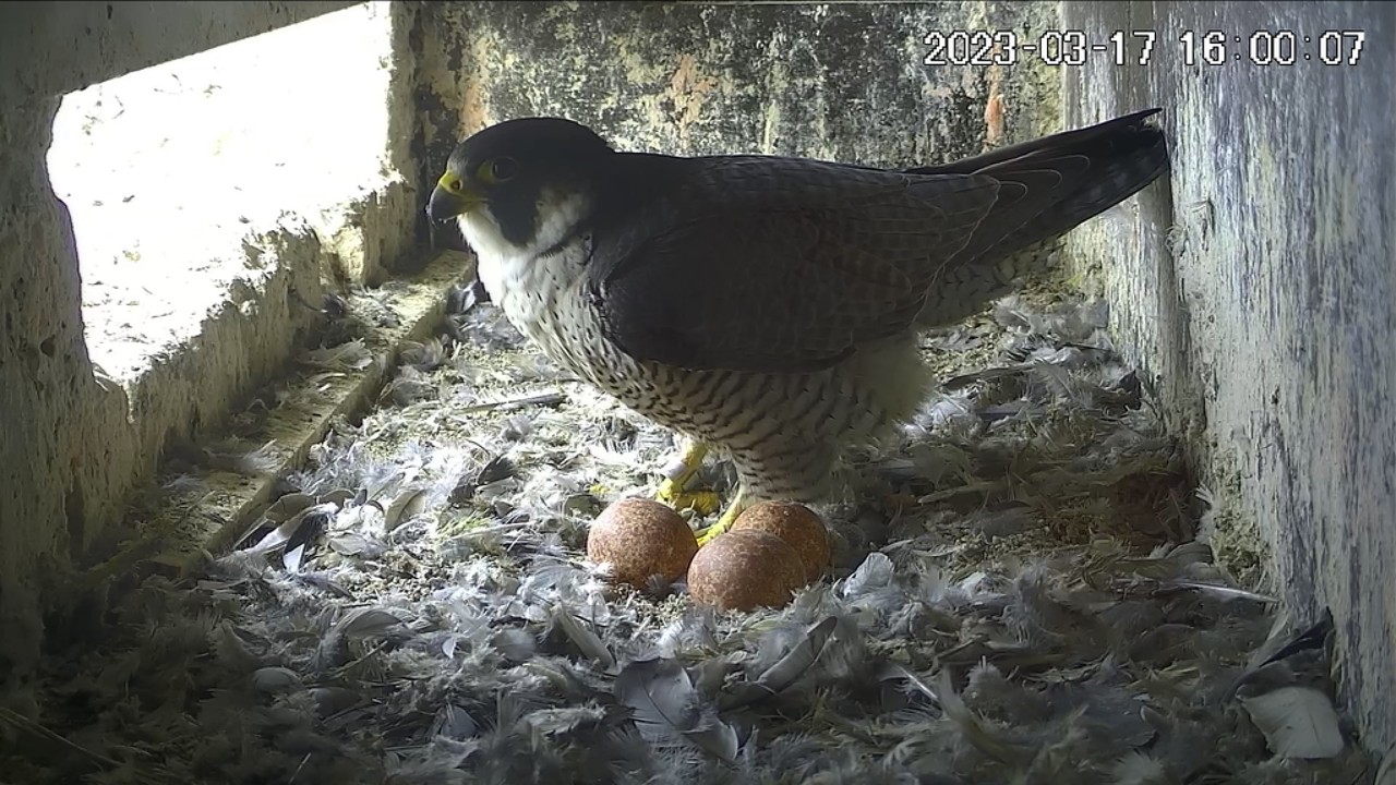 Des couples de faucons pèlerins couvent à Bruxelles : observez-les en ...