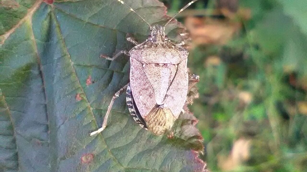Aziatische stinkwants verovert nu ook ons land en vormt bedreiging voor ...