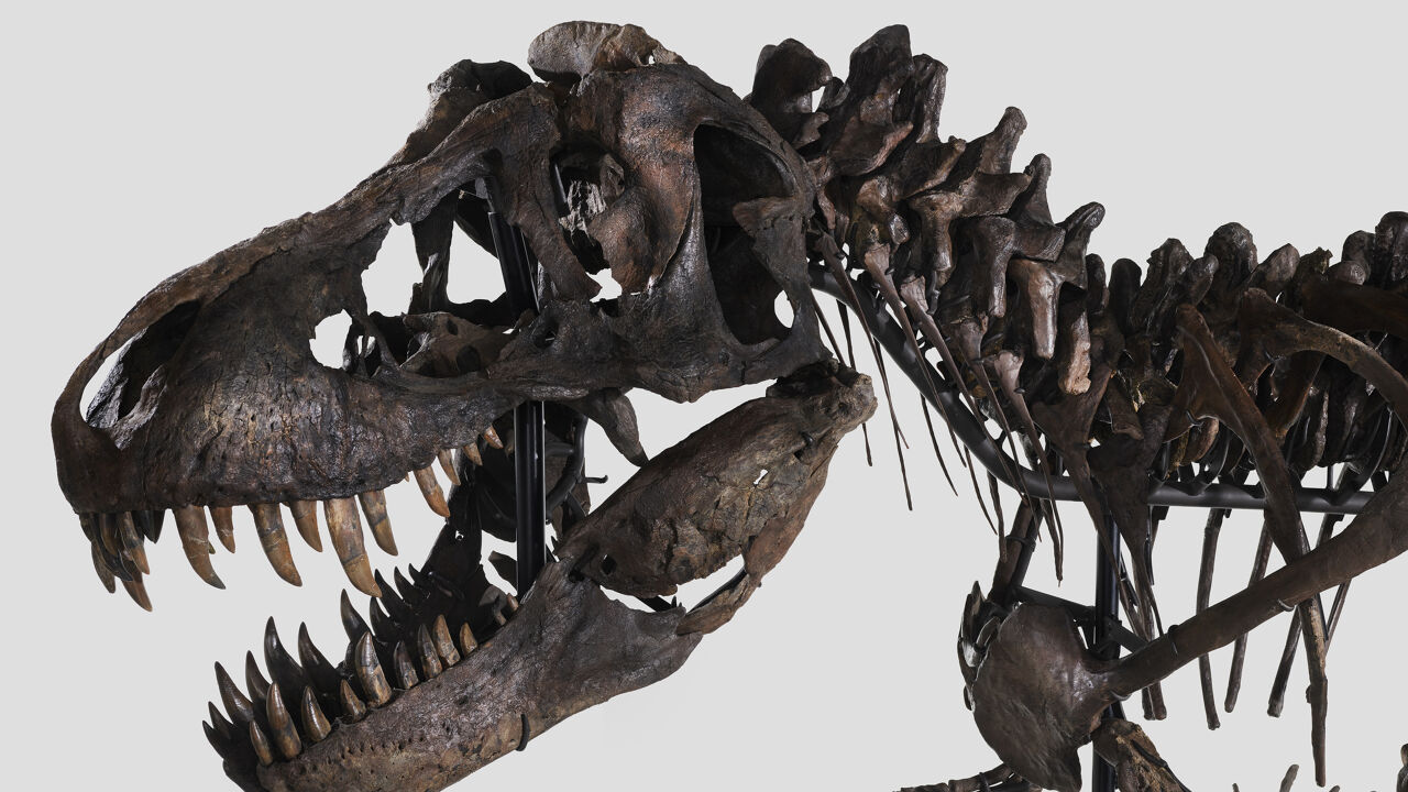 Skelet van T.rex Trinity gekocht door Fernand Huts voor zijn ...