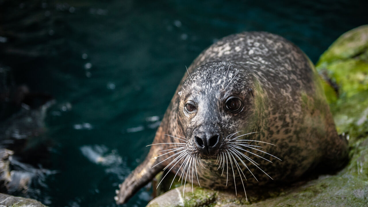 Zeehonden Antwerpse Zoo verhuizen tijdelijk naar het buitenland omdat ...