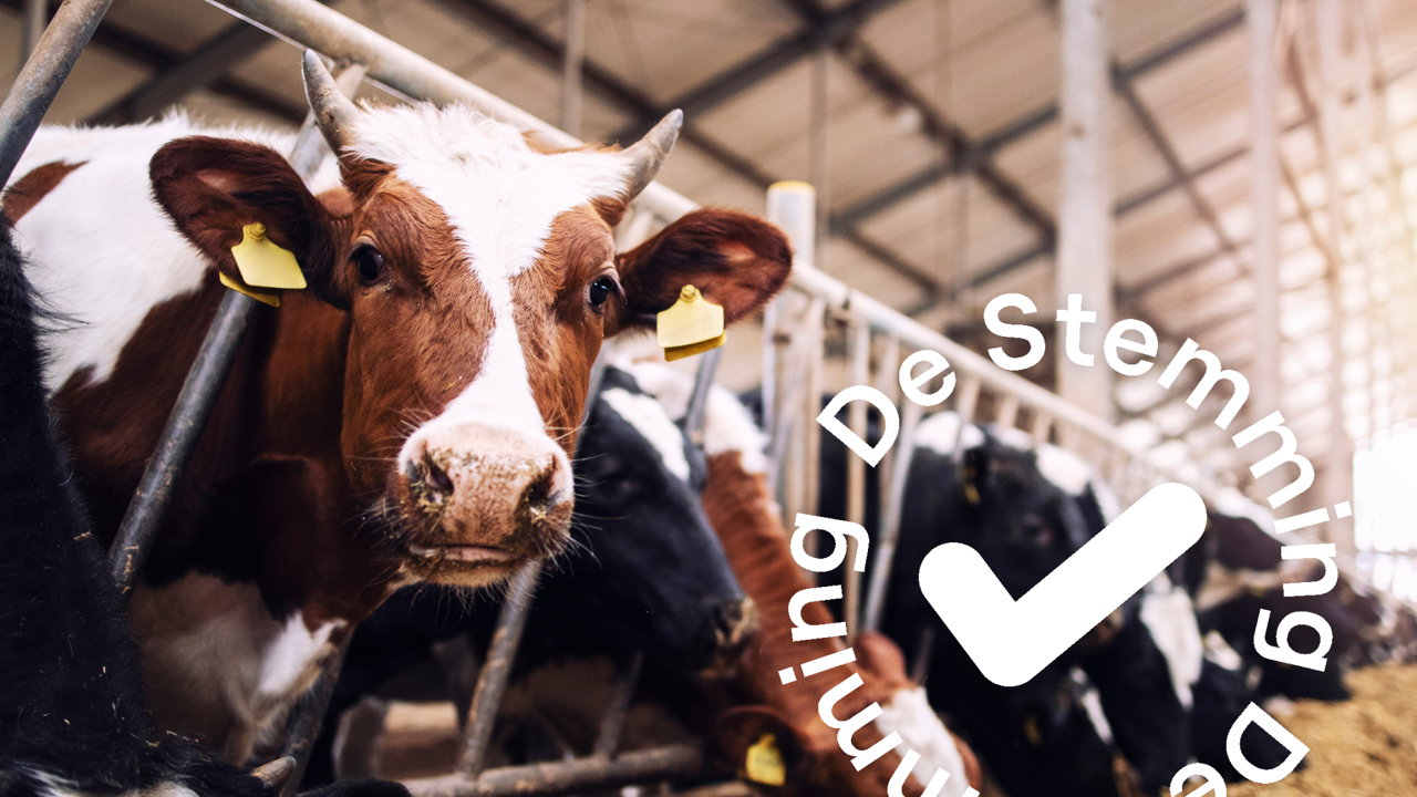 VRT NWS peilt De Stemming | VRT NWS: nieuws