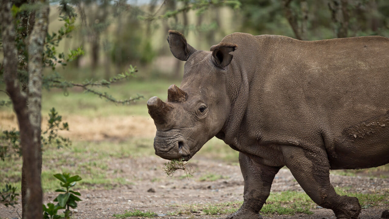 Witte neushoorn opnieuw geïntroduceerd in Congo: 16 dieren uit Zuid ...