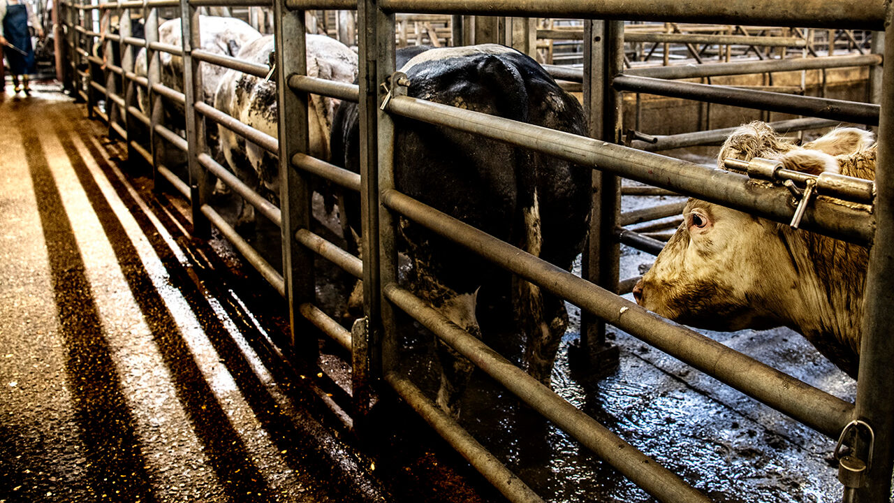 Is einde onverdoofd slachten in Brussel in zicht? Abattoir stopt ...