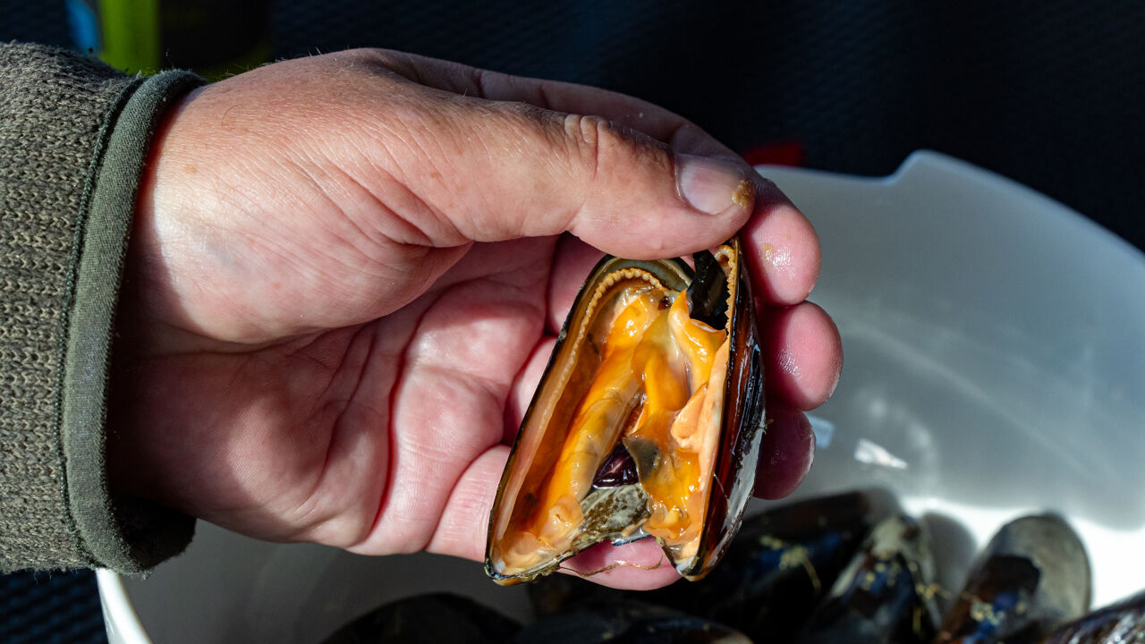 Eerste echte Belgische mosselen geoogst: "Smaken zoals een Zeeuwse ...