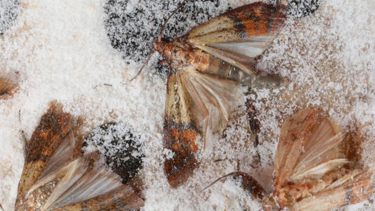 Mottig maar bestrijdbaar: met deze tips verjaag je meelmotten uit je ...