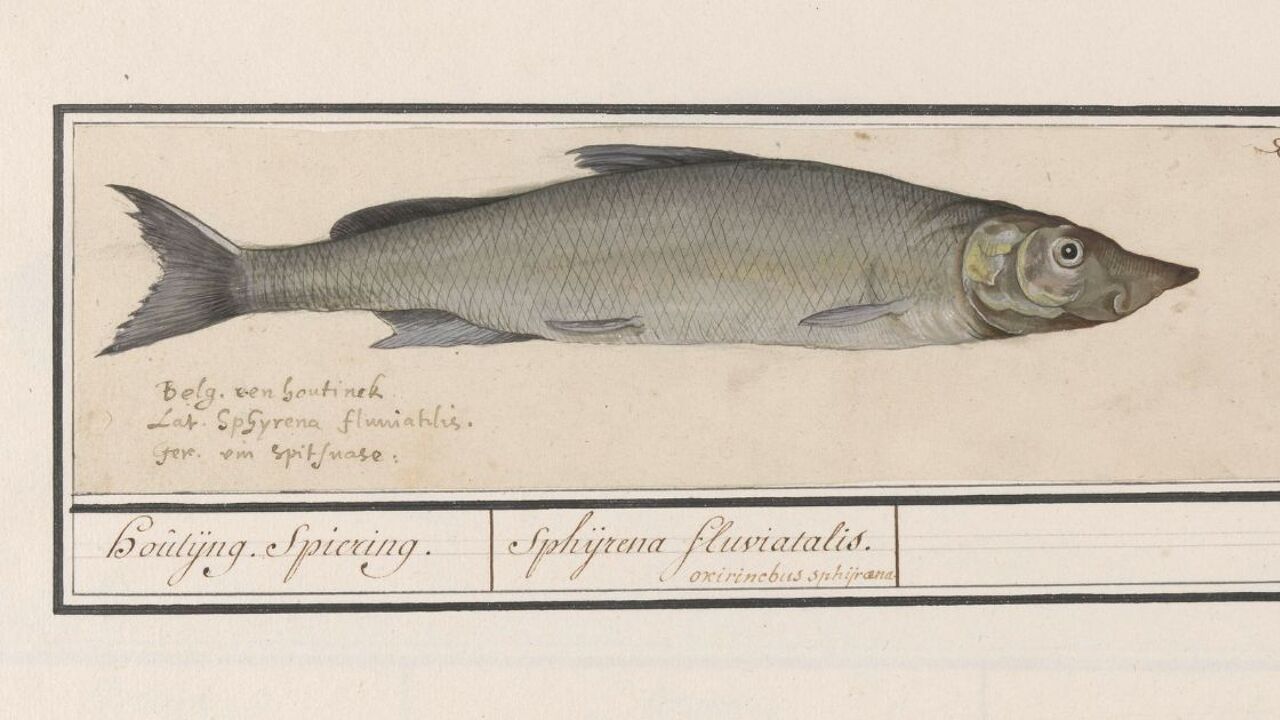 Al honderd jaar uitgestorven bij ons, maar nu terug in de Schelde: de ...