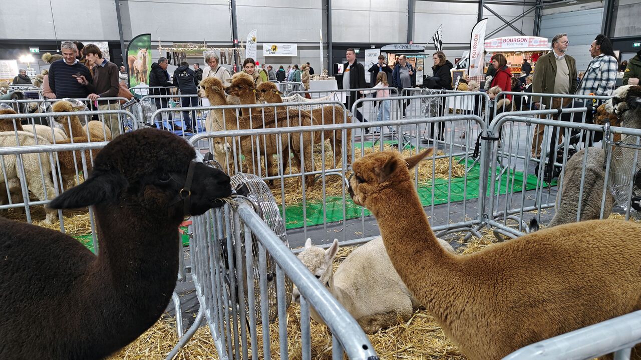 Wollige zondag in Expo Waregem: nationale alpacashow verkiest de "grand ...