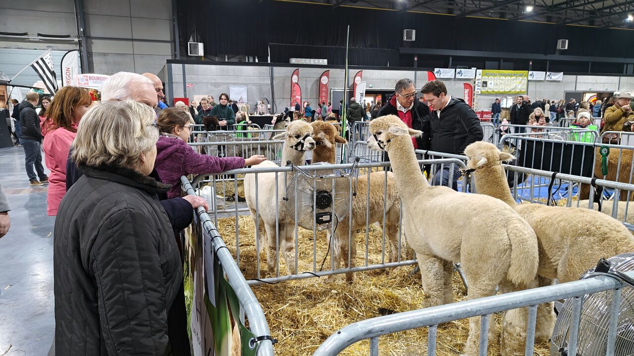Wollige zondag in Expo Waregem: nationale alpacashow verkiest de "grand ...
