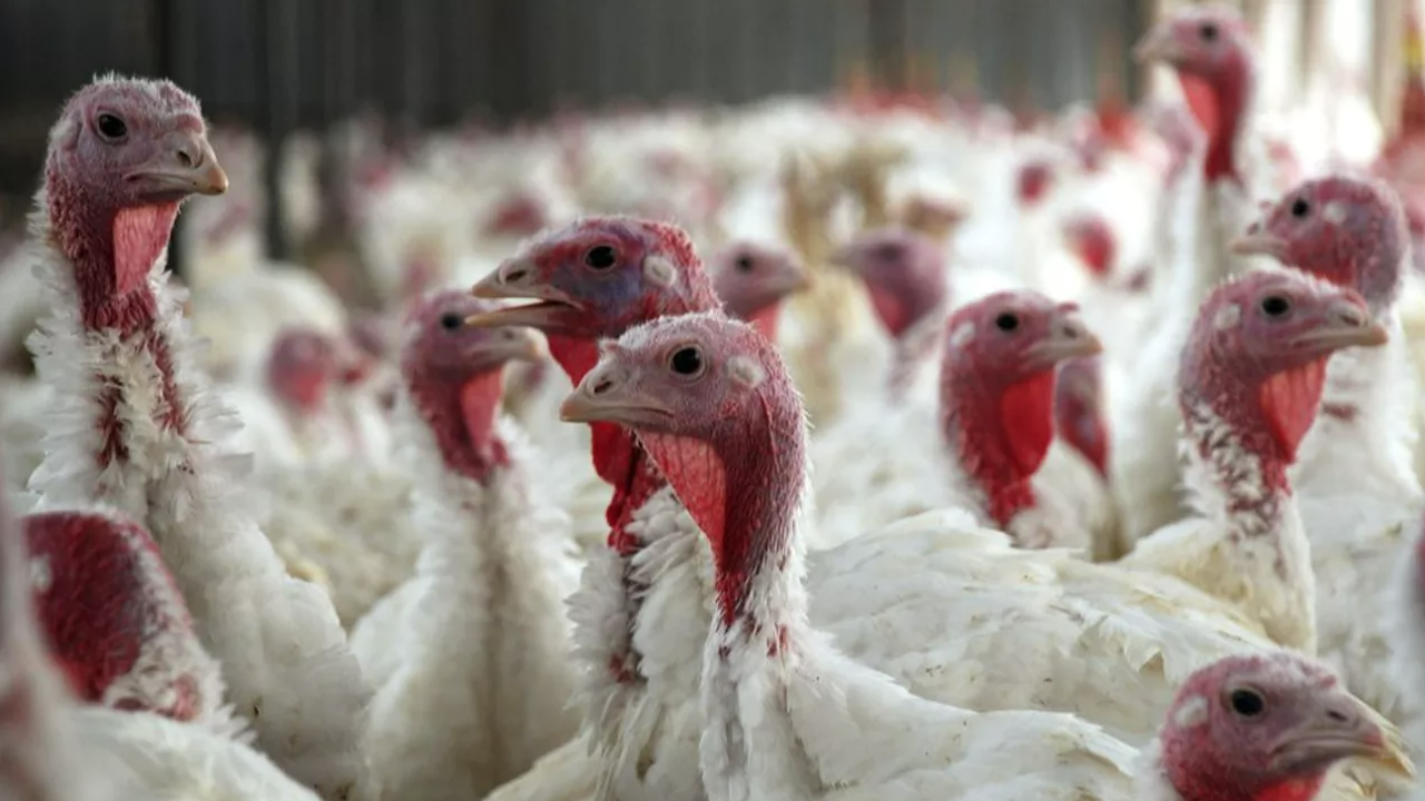 Opvangcentrum Heusden-Zolder stopt tijdelijk adoptie van kalkoenen ...