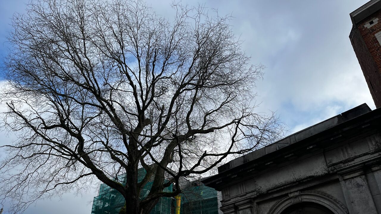 Wat is "Boom van 't Groot Verdriet" in Leuven waard? Student onderzoekt ...