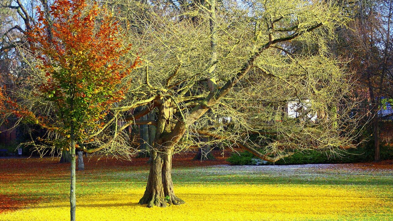 Dit is waarom de bomen in Leuven stinken: "Ze trekken dieren aan die de ...