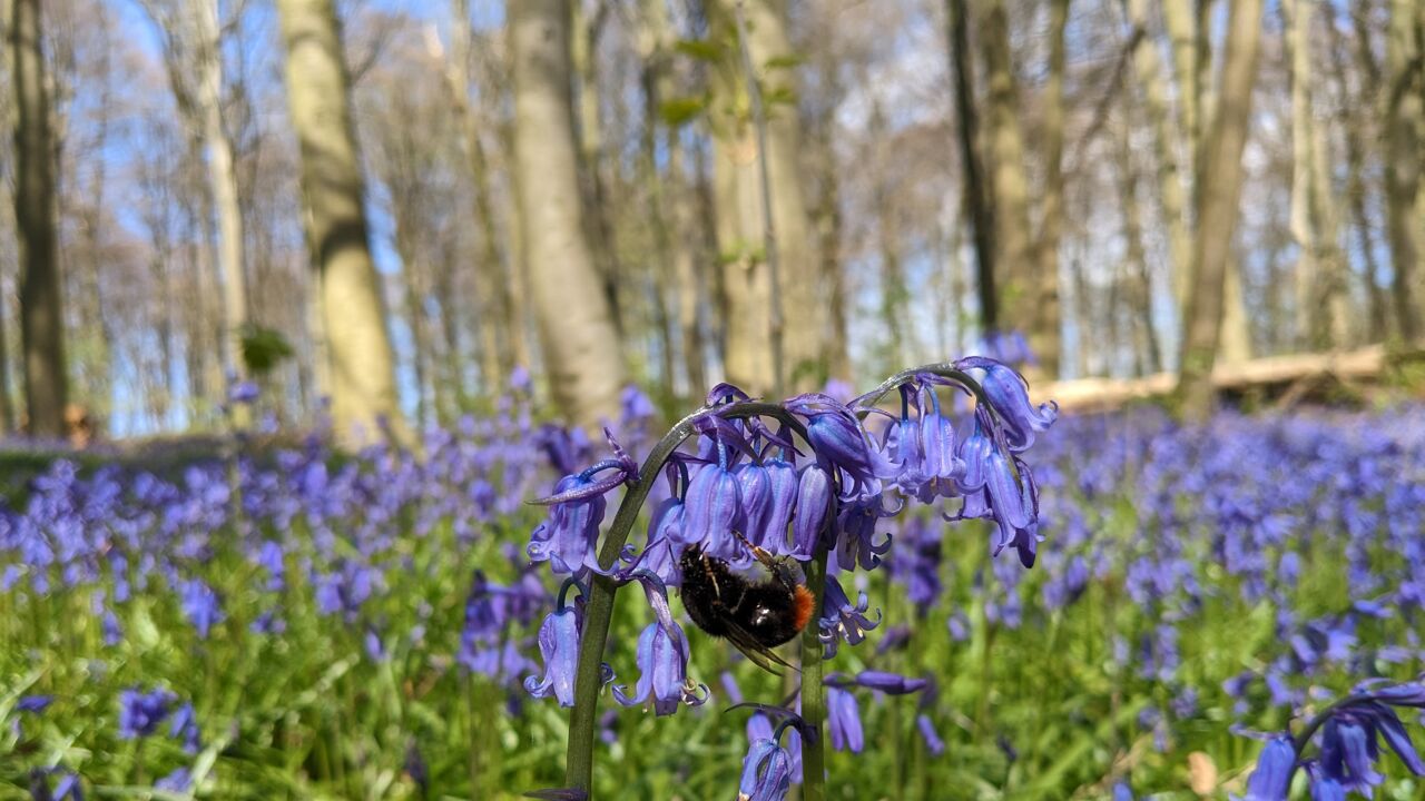 Hoeveelheid nectar in onderste laag van Europese bossen is met een ...