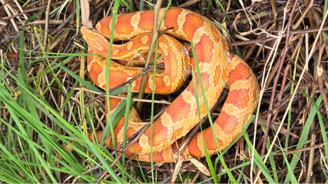Wandelaar vindt oranje korenslang langs snelweg E40 in Adinkerke | VRT ...