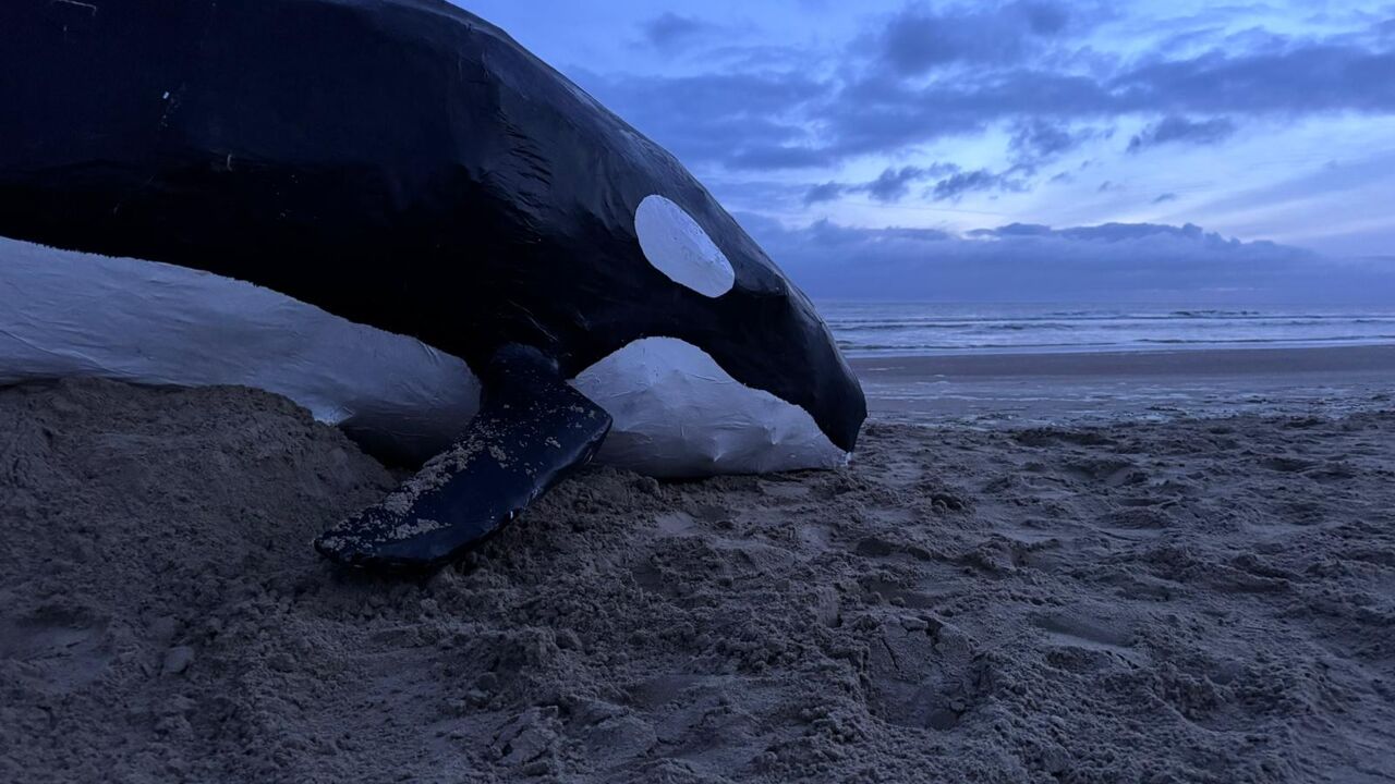1 april in Oostduinkerke: veel volk voor valse orka op strand | VRT NWS ...