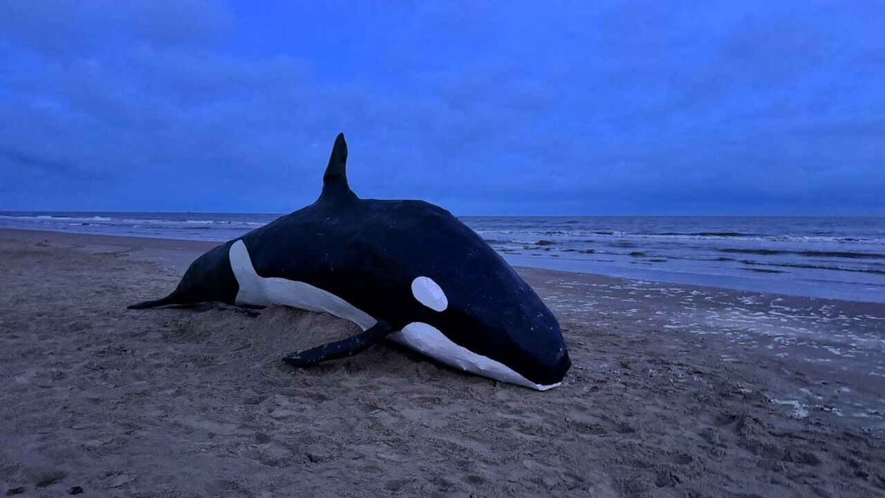 1 april in Oostduinkerke: veel volk voor valse orka op strand | VRT NWS ...