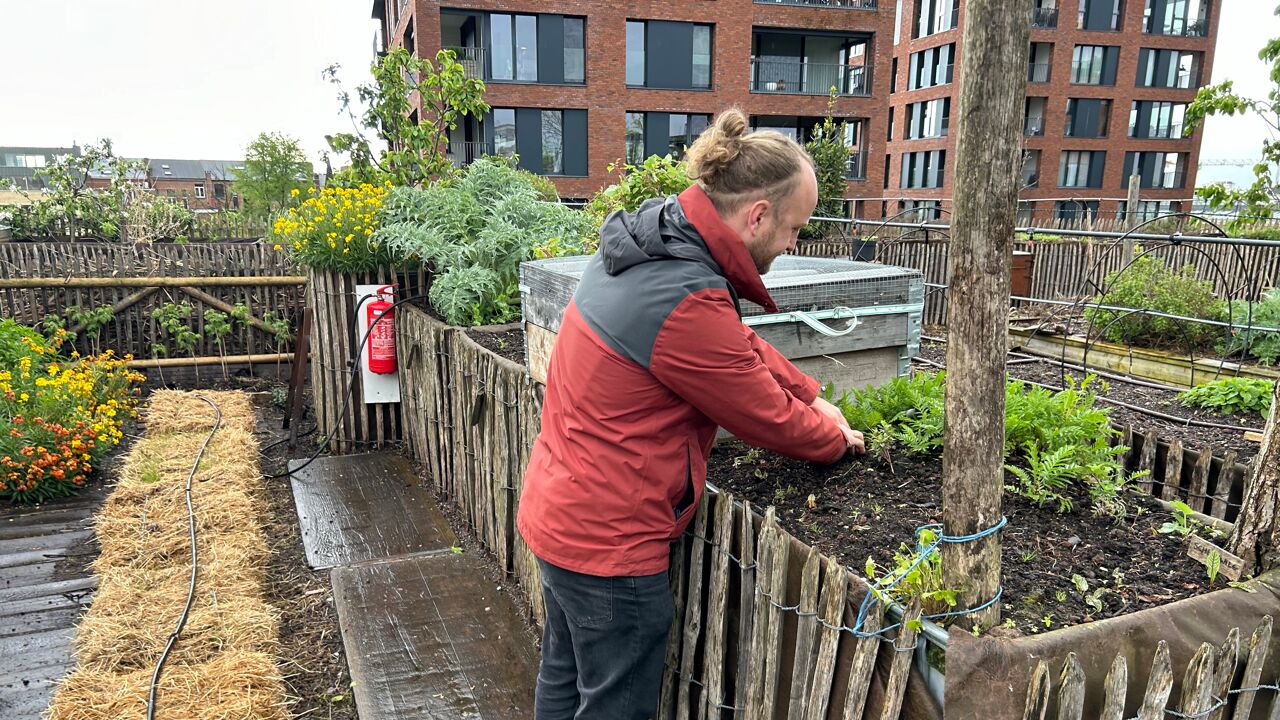 Grootste dakboerderij van Vlaanderen kan moeilijk uitbreiden in ...