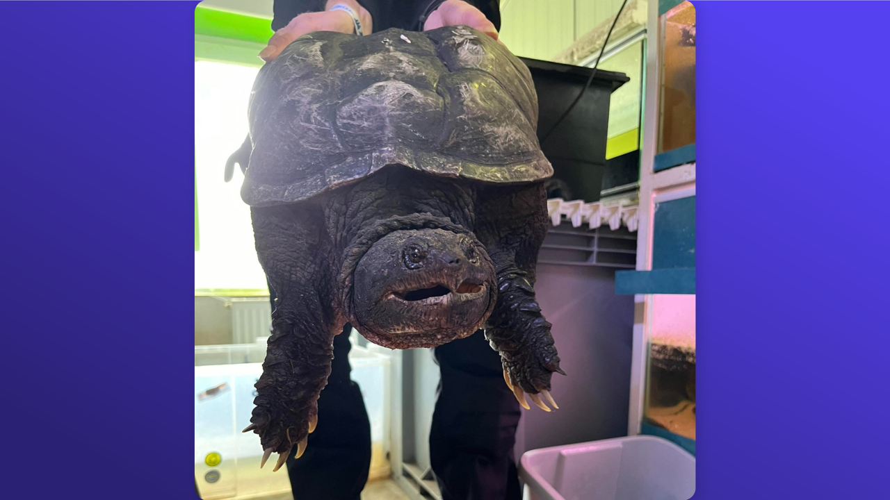 Dangerous snapping turtle found in Bruges: 'It can easily bite off your ...