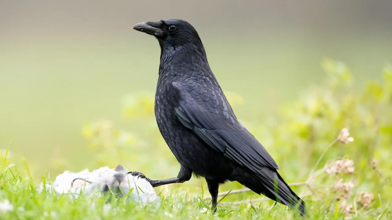 "1, 2, 3, 4": kraaien kunnen leren tellen zoals kleuters, blijkt uit ...