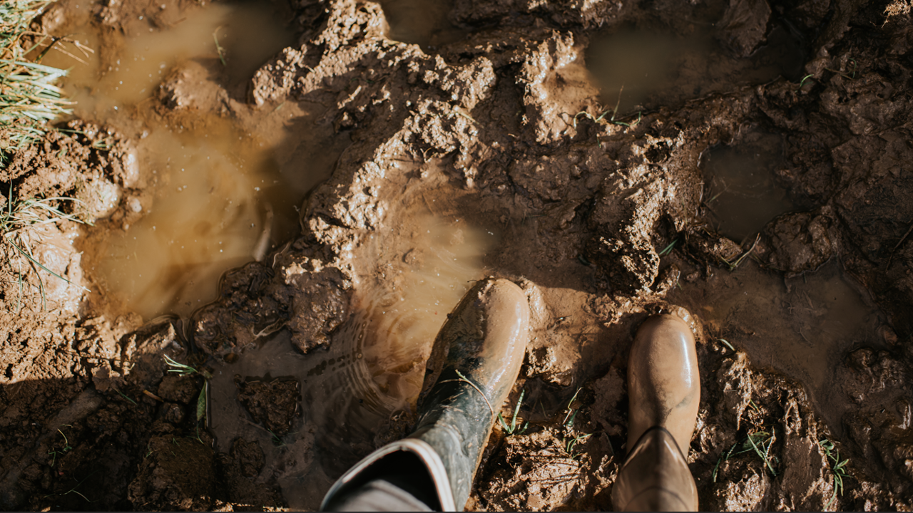 Aanslepende regenweer is groot probleem voor de boeren: "We krijgen ...
