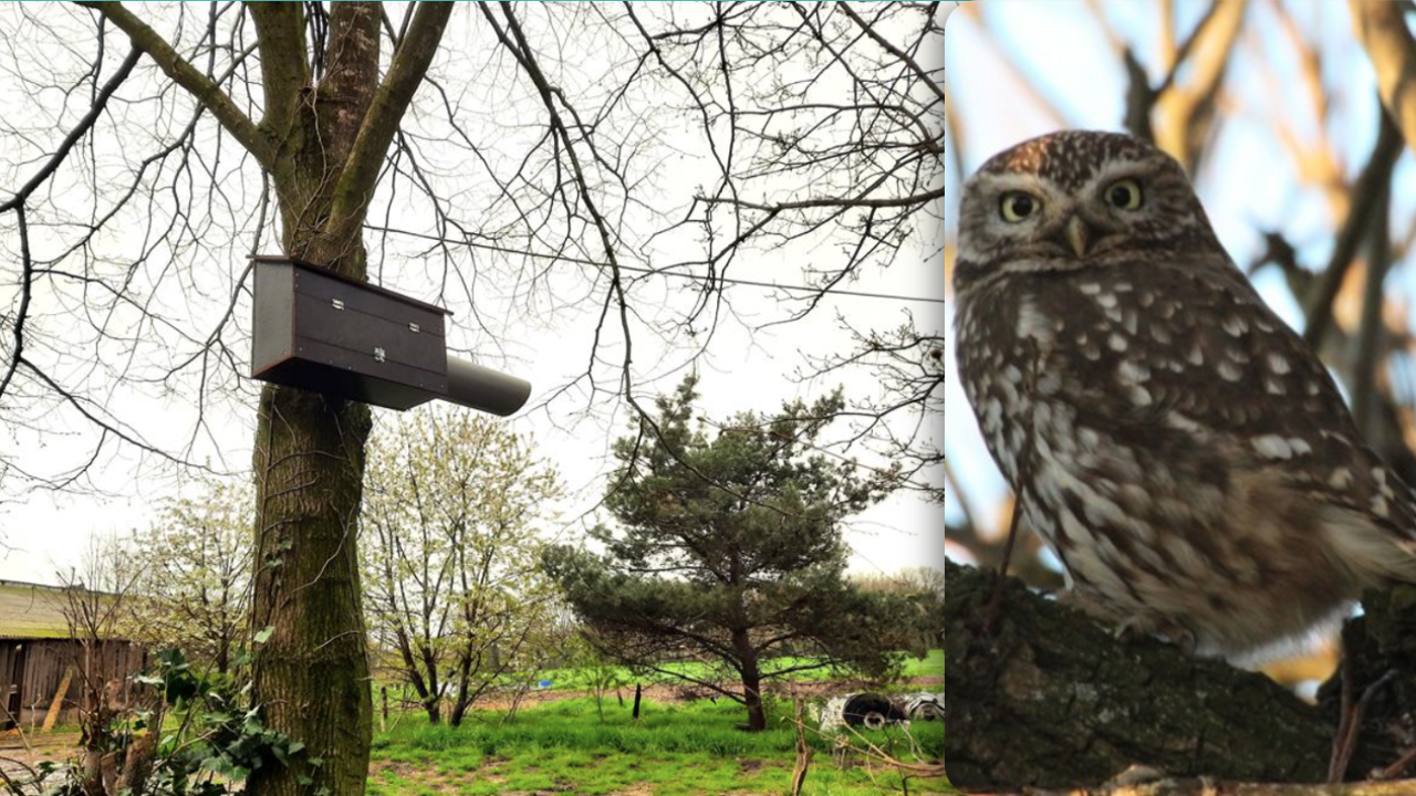 Stad Peer installeert 10 nestkasten voor steenuilen: "Met bescherming ...