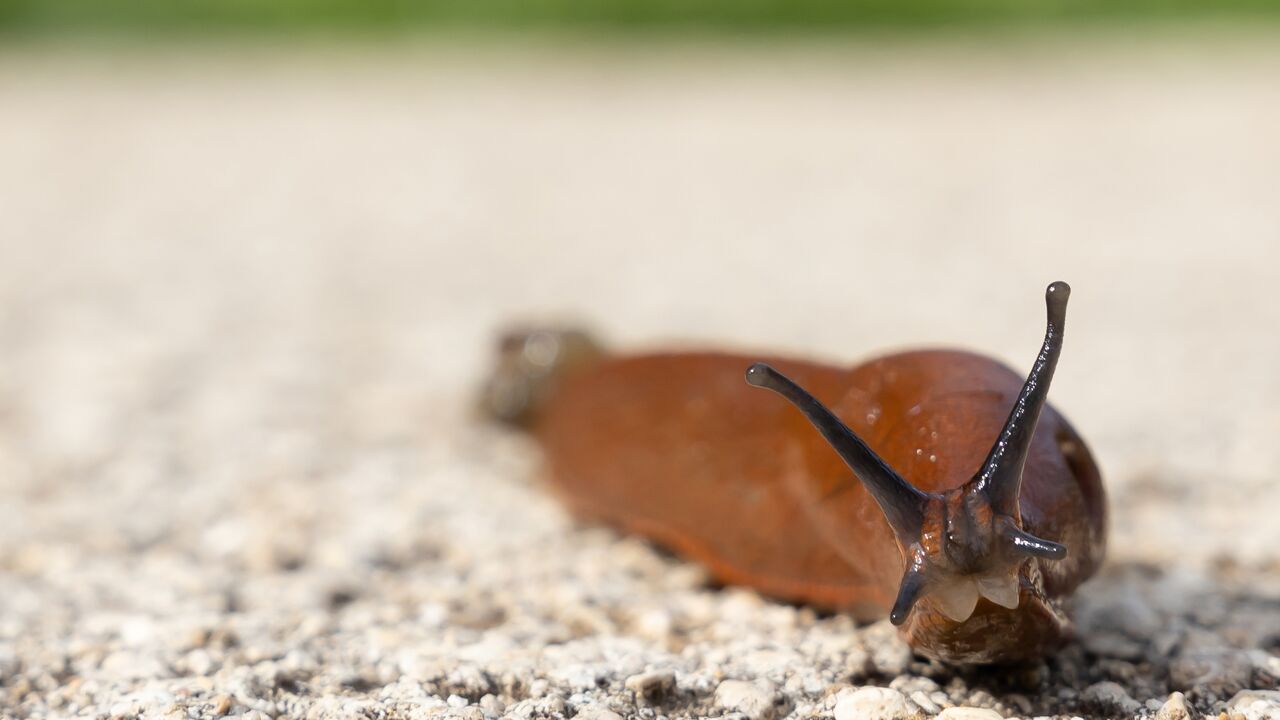 Ook laadpalen elektrische wagens soms niet veilig voor slakken: "Ze ...