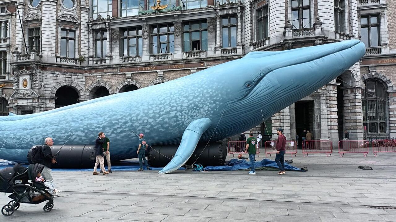 Redersvereniging vraagt aandacht voor walvissen met levensgrote blauwe ...