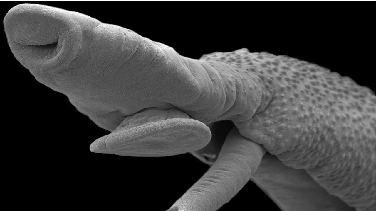 KU Leuven waarschuwt voor opkomst tropische parasiet in Zuid-Europa ...