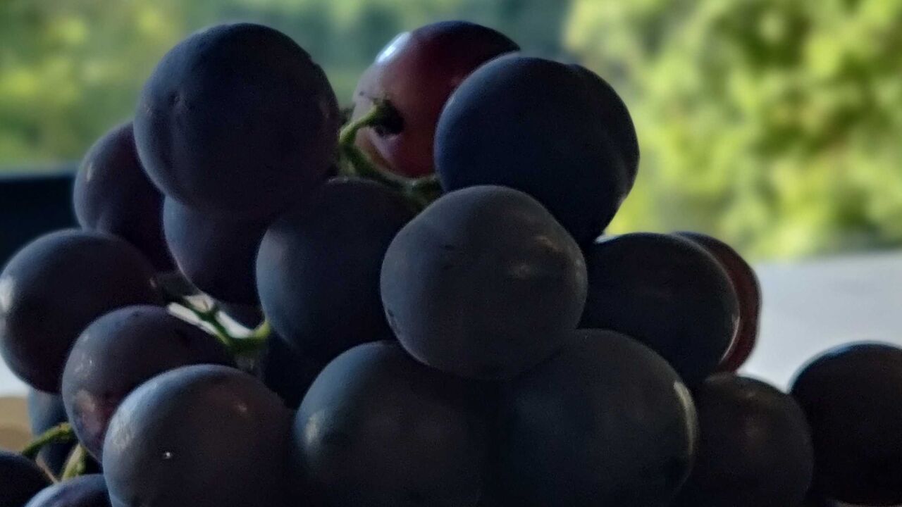 Dit worden Druivenfeesten Overijse: "6 dagen en nachten feest ter ere ...