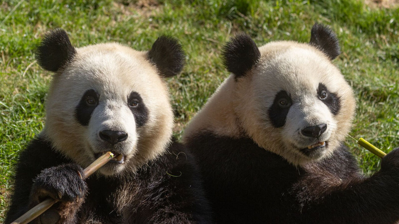 Drie reuzenpanda's uit Pairi Daiza nemen afscheid van bezoekers, voor ...