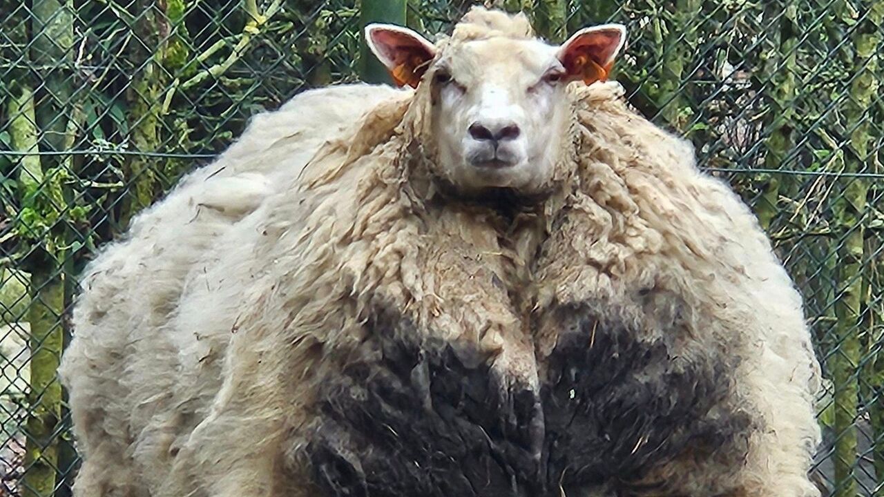 Sheep that hadn’t been sheared for 5 years taken into care | VRT NWS: news