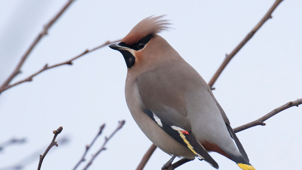 Zeldzame pestvogel lokt vogelspotters naar tuin in Assebroek | VRT NWS: nieuws