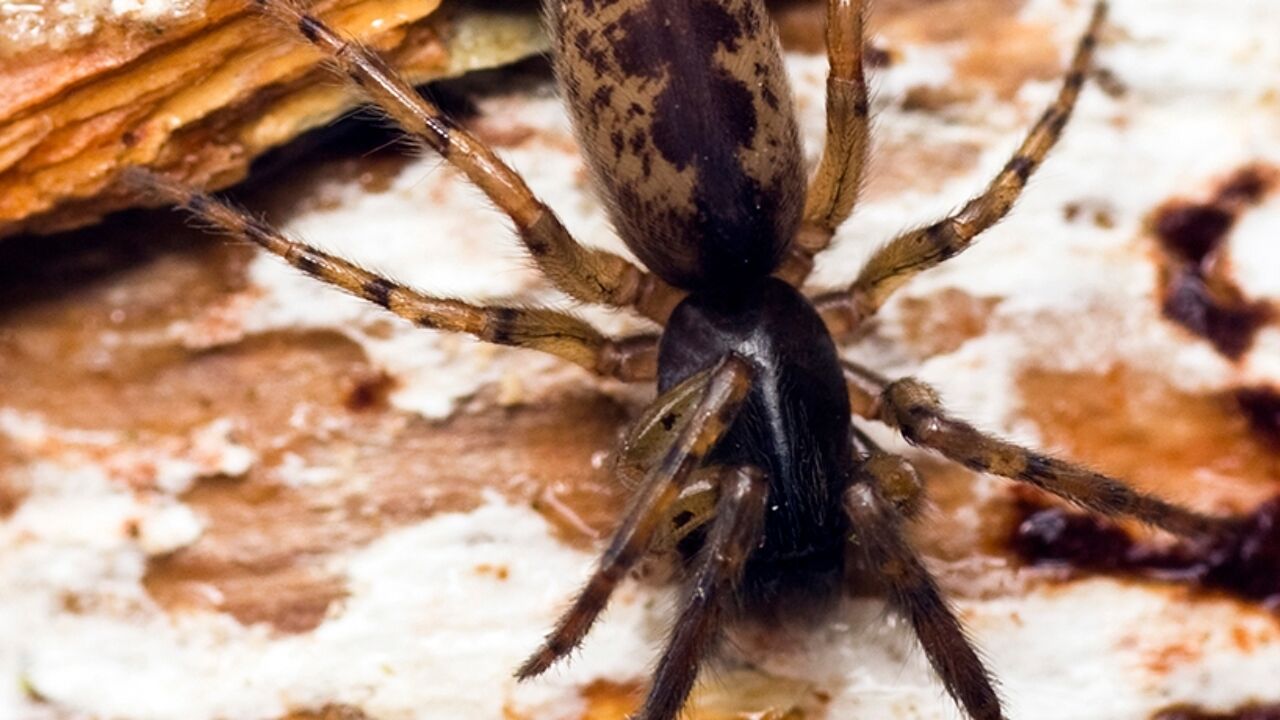 La ségestrie commune, qui n'a que 6 yeux, a été désignée araignée ...