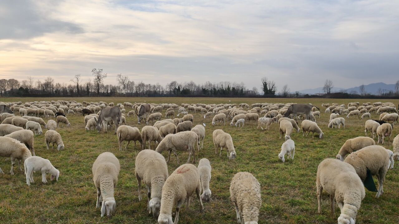Dood schaap met bijtwonden aangetroffen aan Nederlandse grens in ...