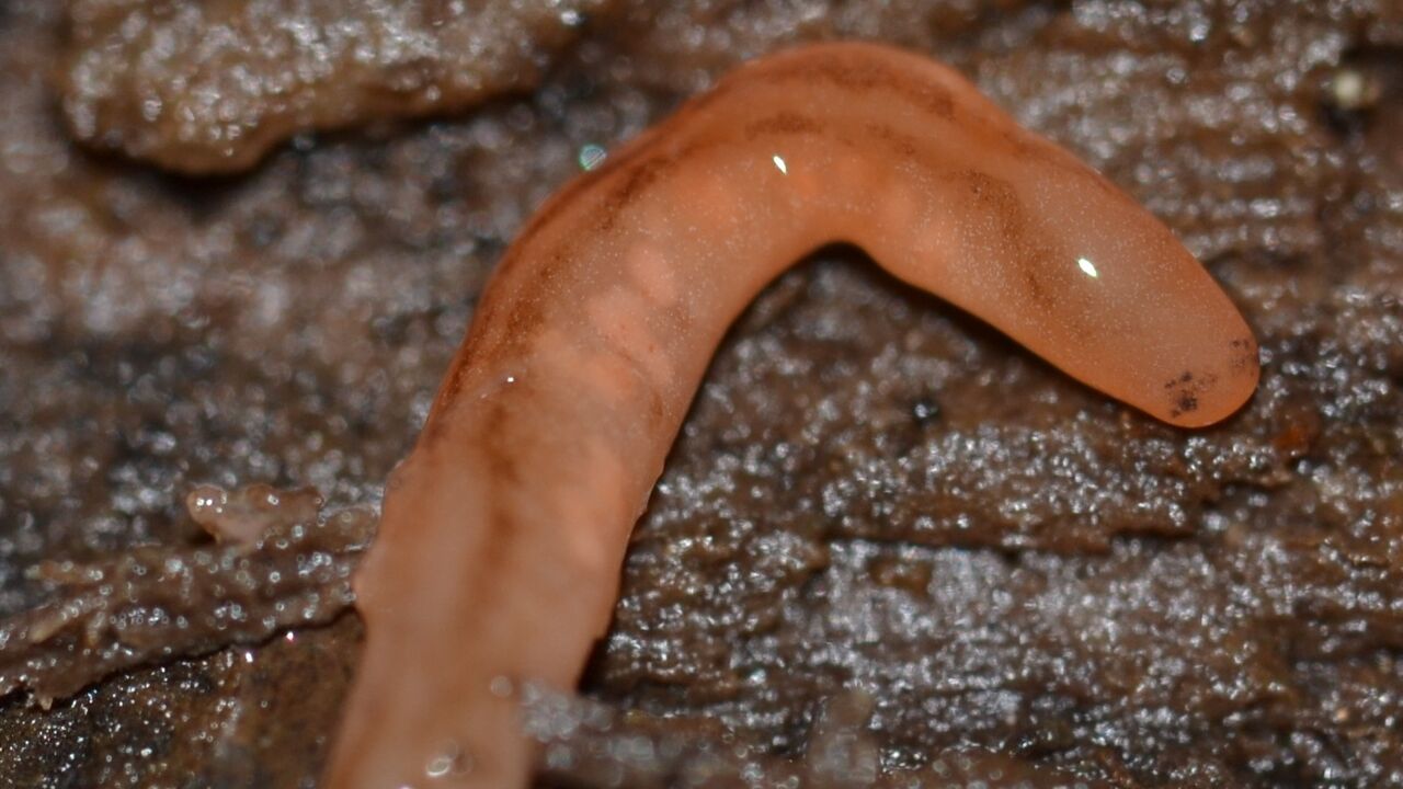 Voor het eerst exotische landsnoerworm gevonden in België: "Moeten we ...