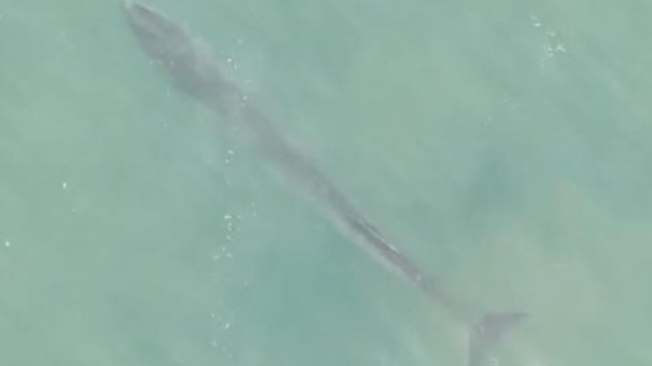 Un rorqual commun vivant aperçu pour la première fois dans les eaux ...